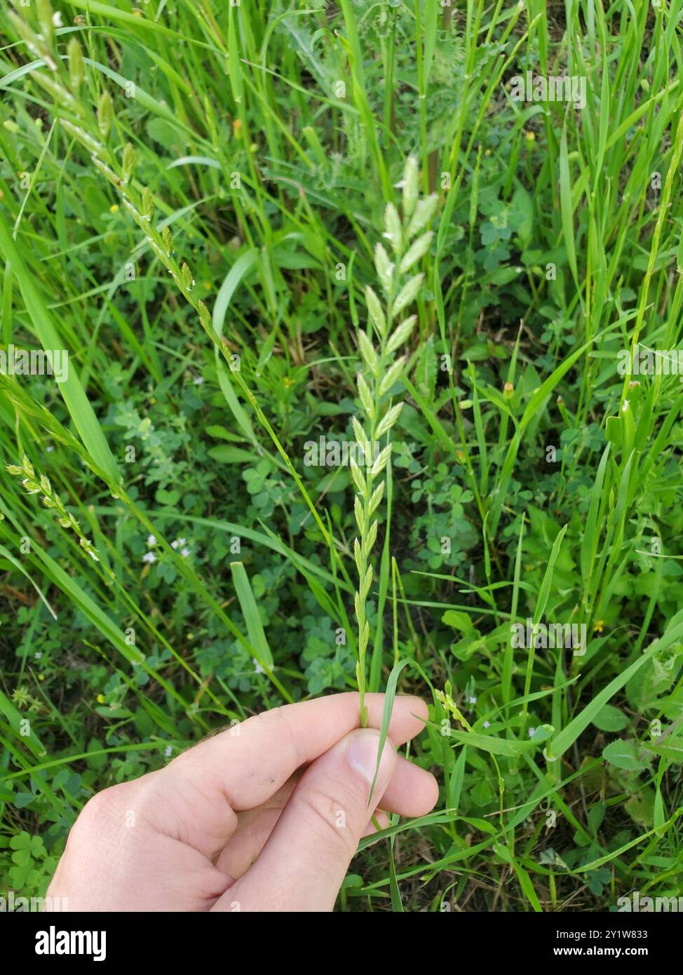 Perennial Ryegrass (Lolium perenne) Plantae Stock Photo - Alamy