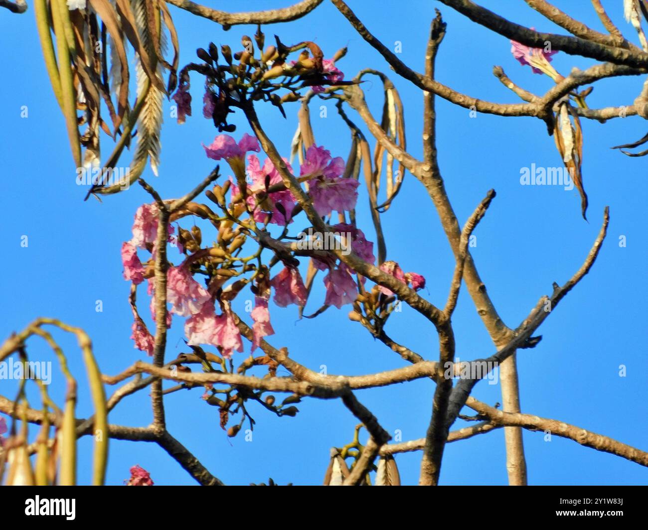 Pink poui (Tabebuia rosea) Plantae Stock Photo - Alamy