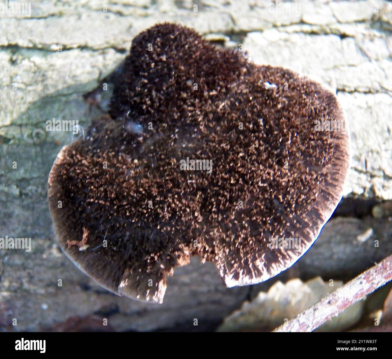 Hairy Hexagonia (Hexagonia hydnoides) Fungi Stock Photo - Alamy