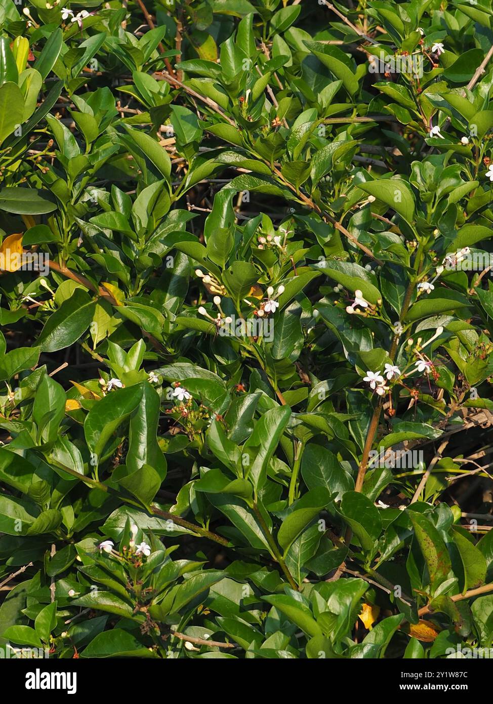 scrambling clerodendrum (Volkameria inermis) Plantae Stock Photo - Alamy
