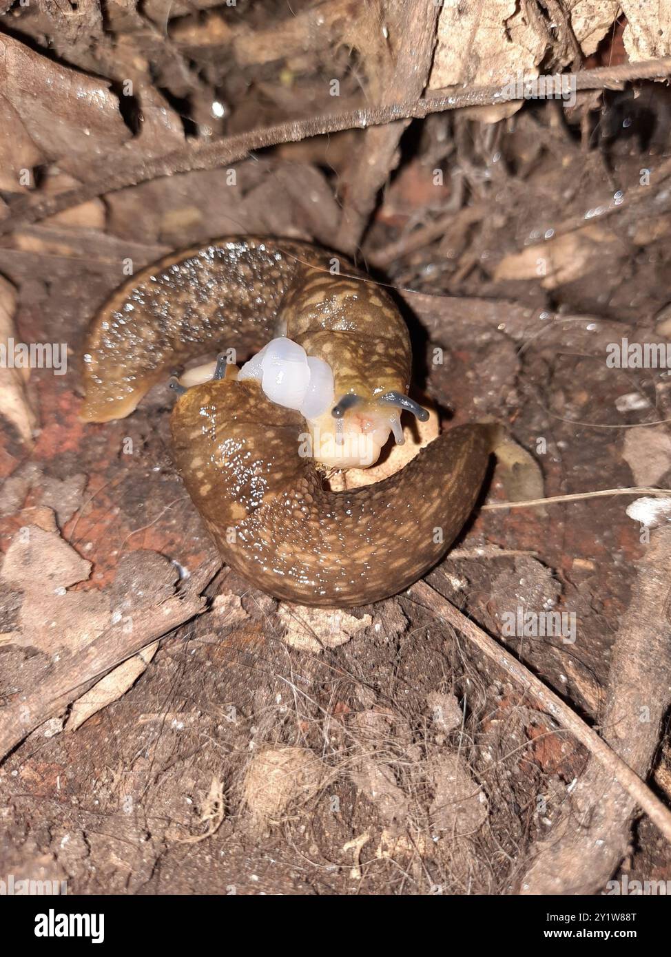 Yellow Cellar Slug (Limacus flavus) Mollusca Stock Photo - Alamy