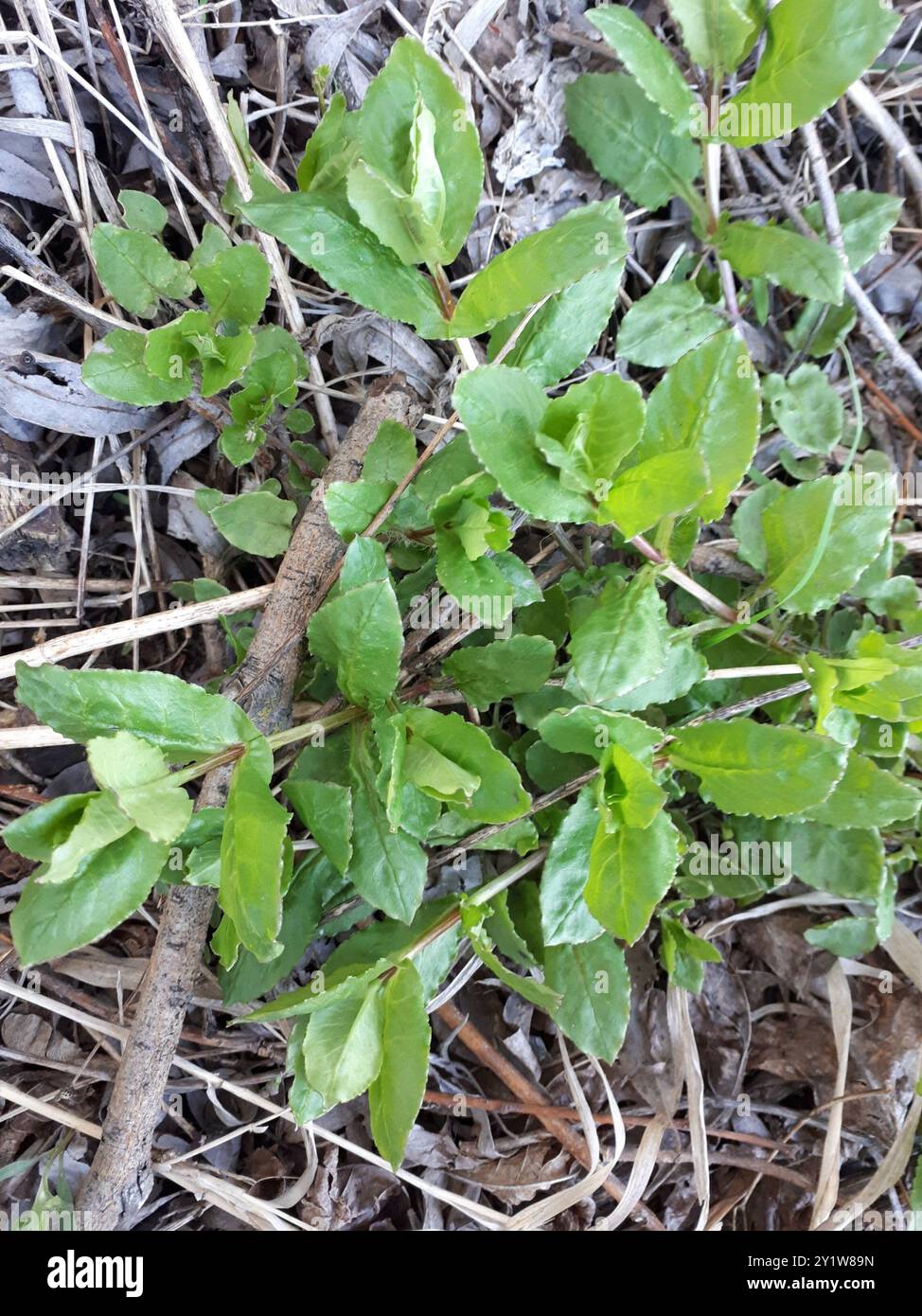 Water Chickweed (Stellaria aquatica) Plantae Stock Photo - Alamy