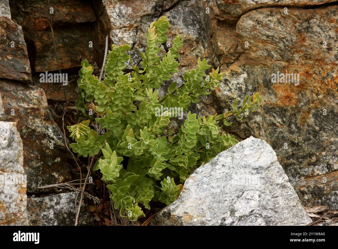 Brewer's cliffbrake (Pellaea breweri) Plantae Stock Photo - Alamy
