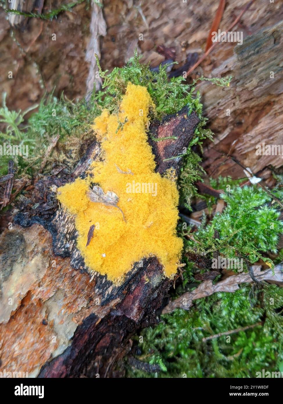 true slime molds (Myxomycetes) Protozoa Stock Photo - Alamy