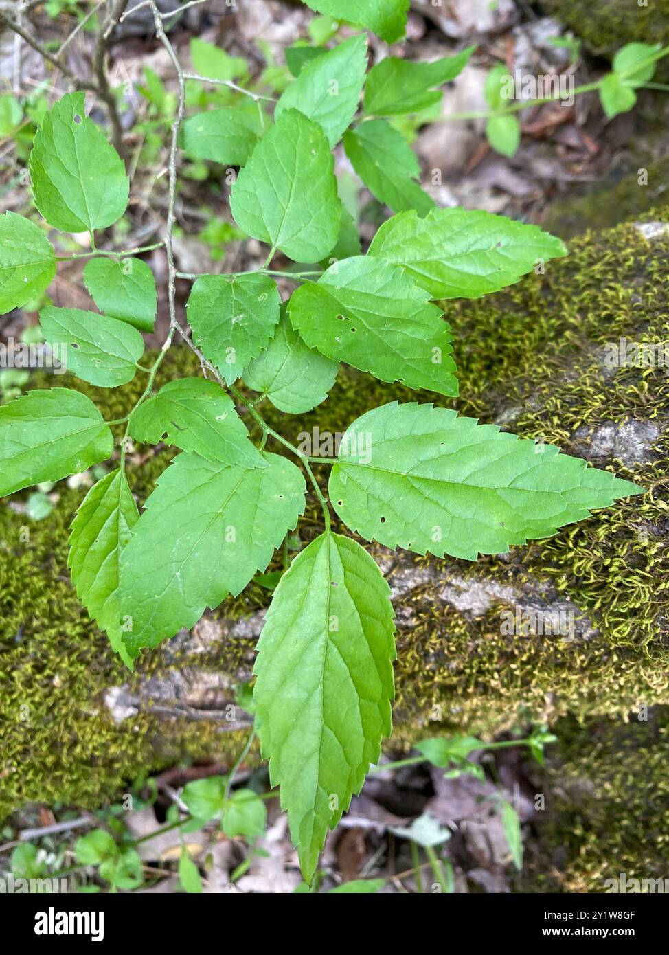sugar hackberry (Celtis laevigata) Plantae Stock Photo - Alamy