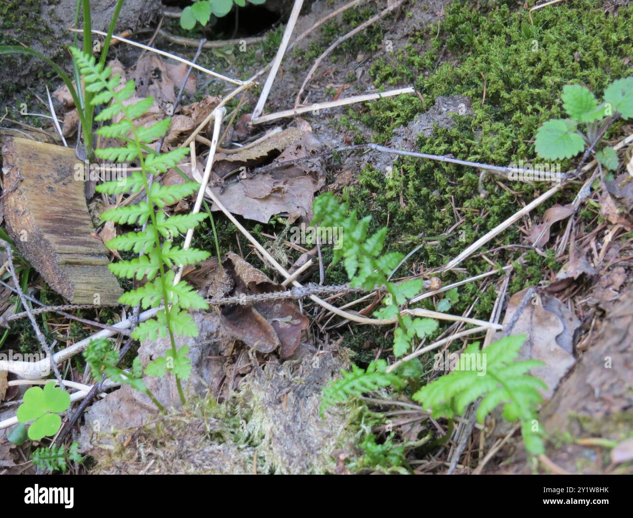 brittle bladderfern (Cystopteris fragilis) Plantae Stock Photo - Alamy