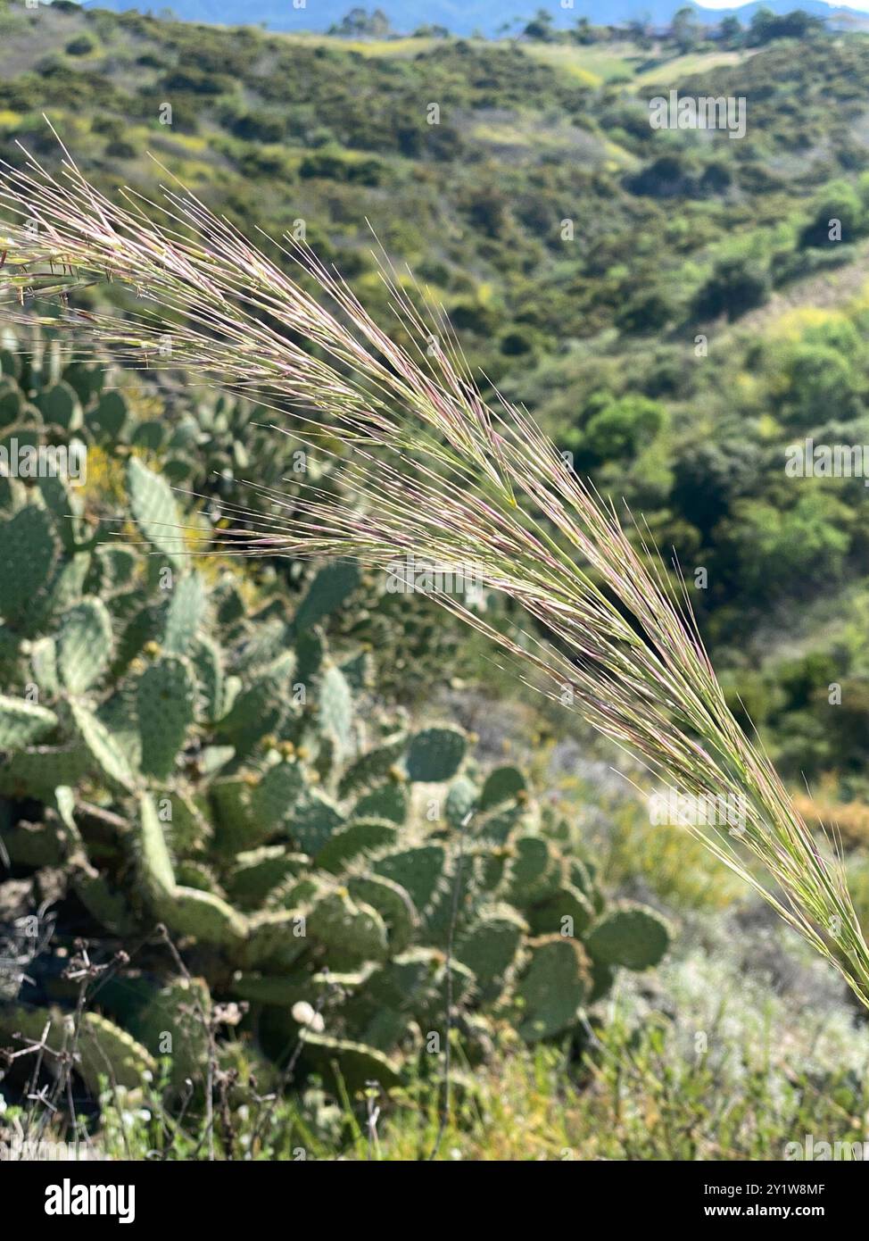 giant wild rye (Leymus condensatus) Plantae Stock Photo - Alamy