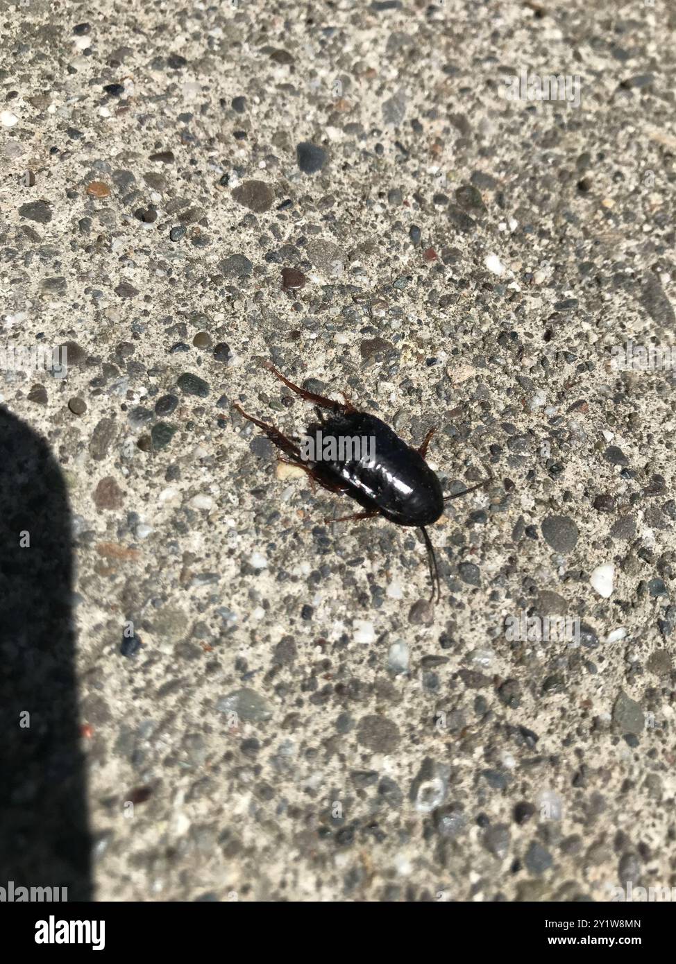 Oriental Cockroach (Blatta orientalis) Insecta Stock Photo - Alamy