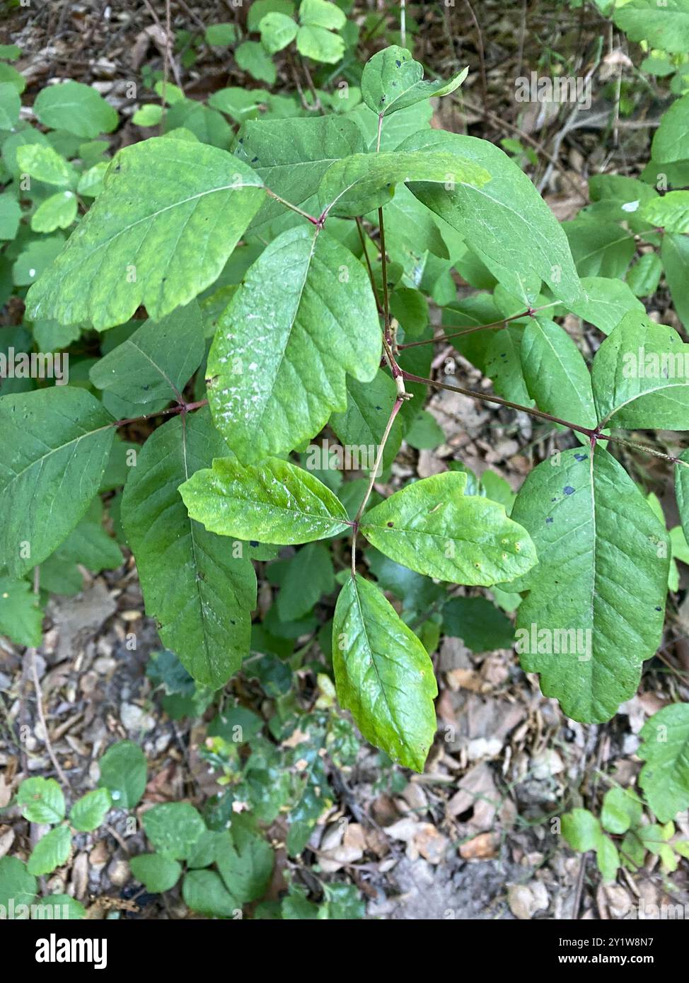 Pacific poison oak (Toxicodendron diversilobum) Plantae Stock Photo - Alamy