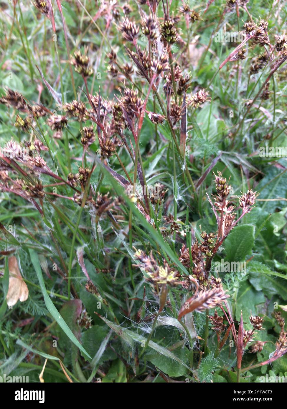 Field woodrush (Luzula campestris) Plantae Stock Photo - Alamy