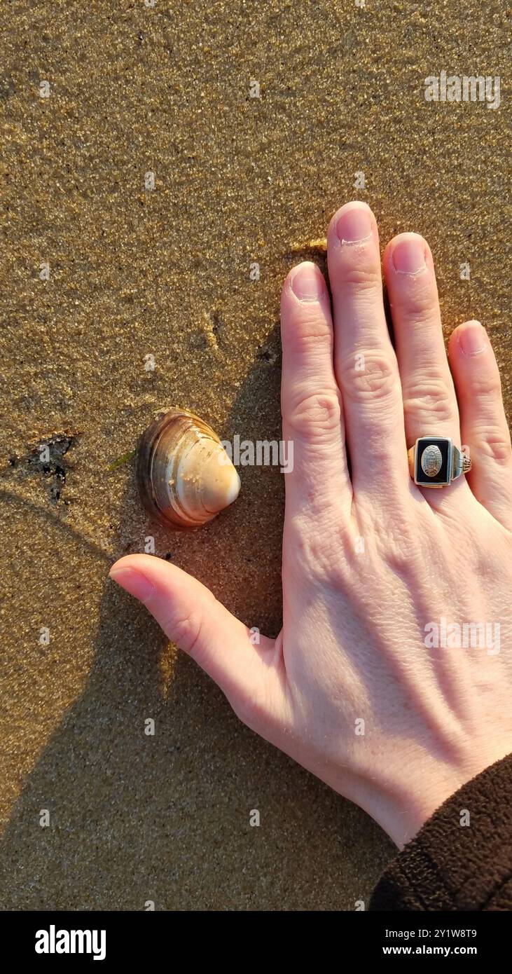 Atlantic Rangia (Rangia cuneata) Mollusca Stock Photo - Alamy