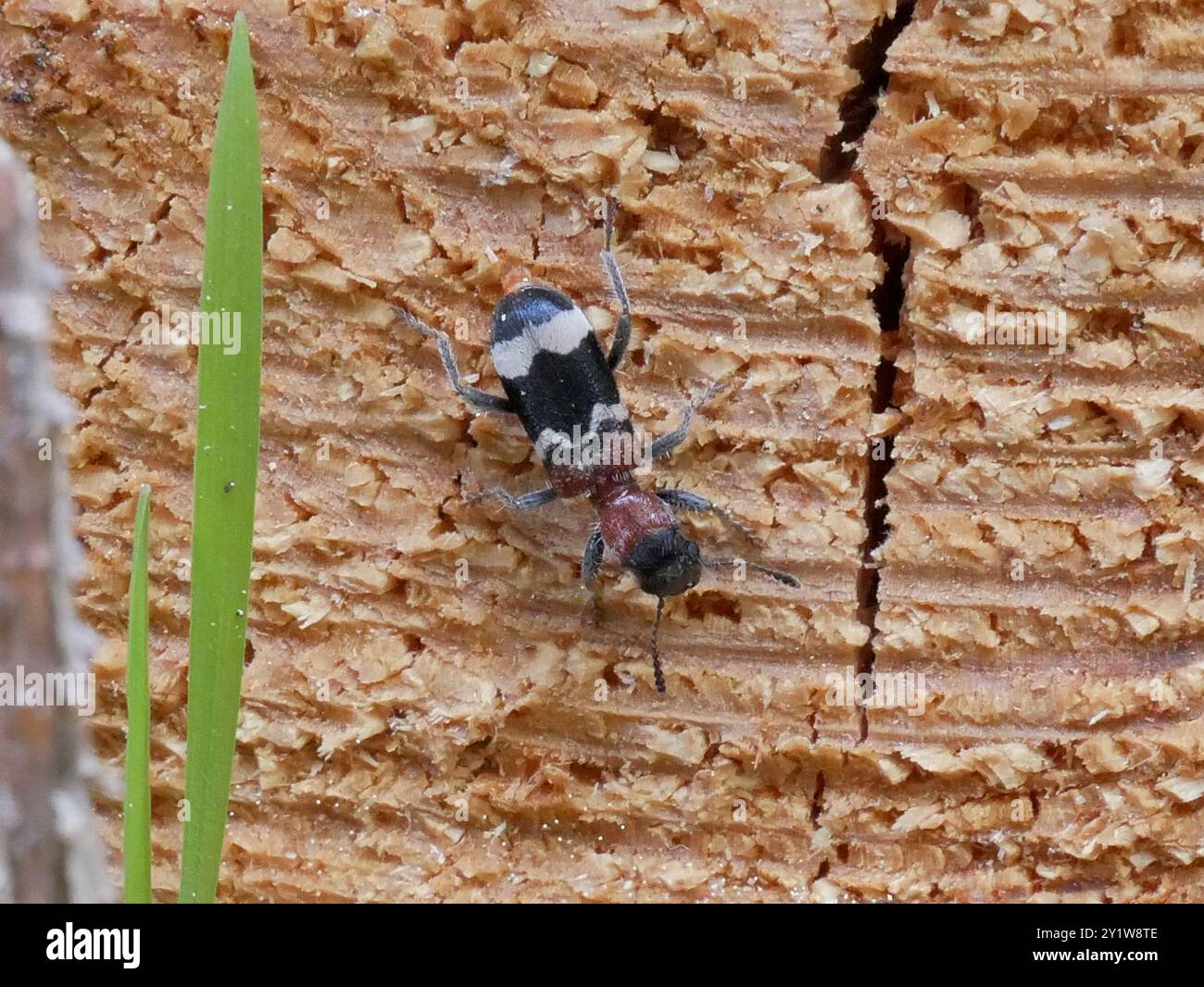 European Red-bellied Clerid (Thanasimus formicarius) Insecta Stock ...