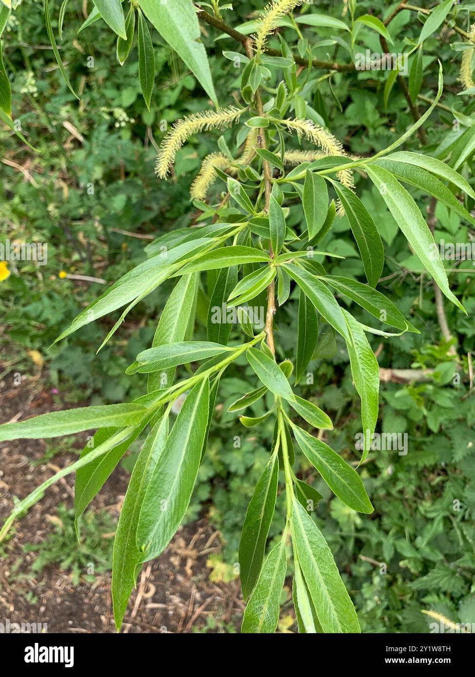 hybrid crack willow (Salix × fragilis) Plantae Stock Photo - Alamy