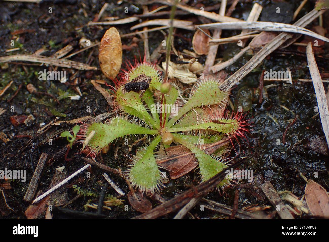 dwarf sundew (Drosera brevifolia) Plantae Stock Photo - Alamy