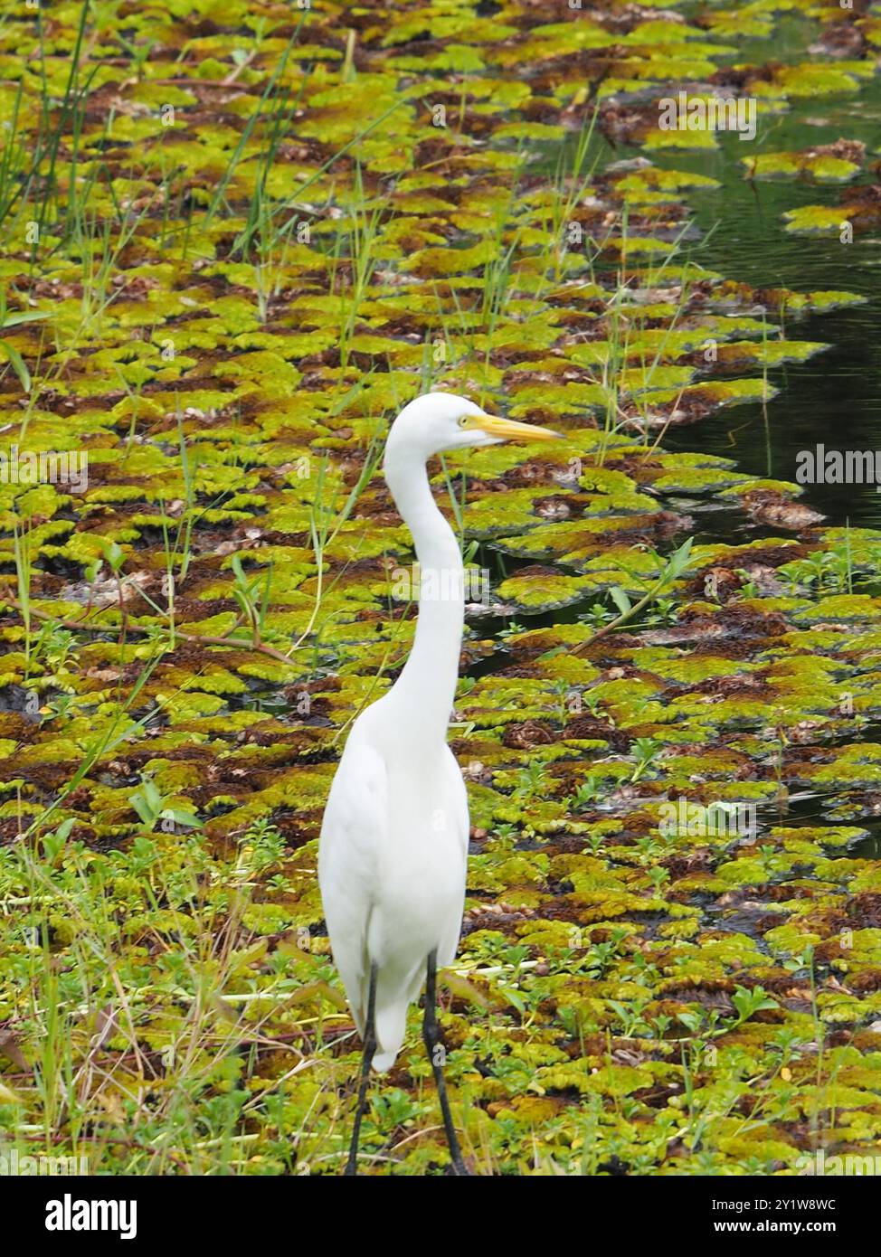 Medium Egret (Ardea intermedia) Aves Stock Photo - Alamy