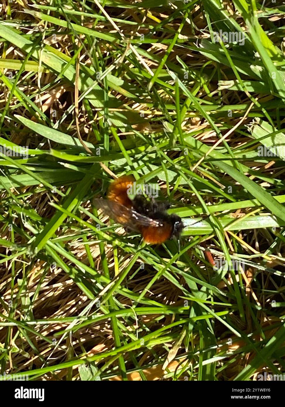 Tawny Mining Bee (Andrena fulva) Insecta Stock Photo - Alamy