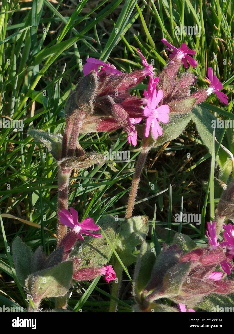 red campion (Silene dioica) Plantae Stock Photo - Alamy