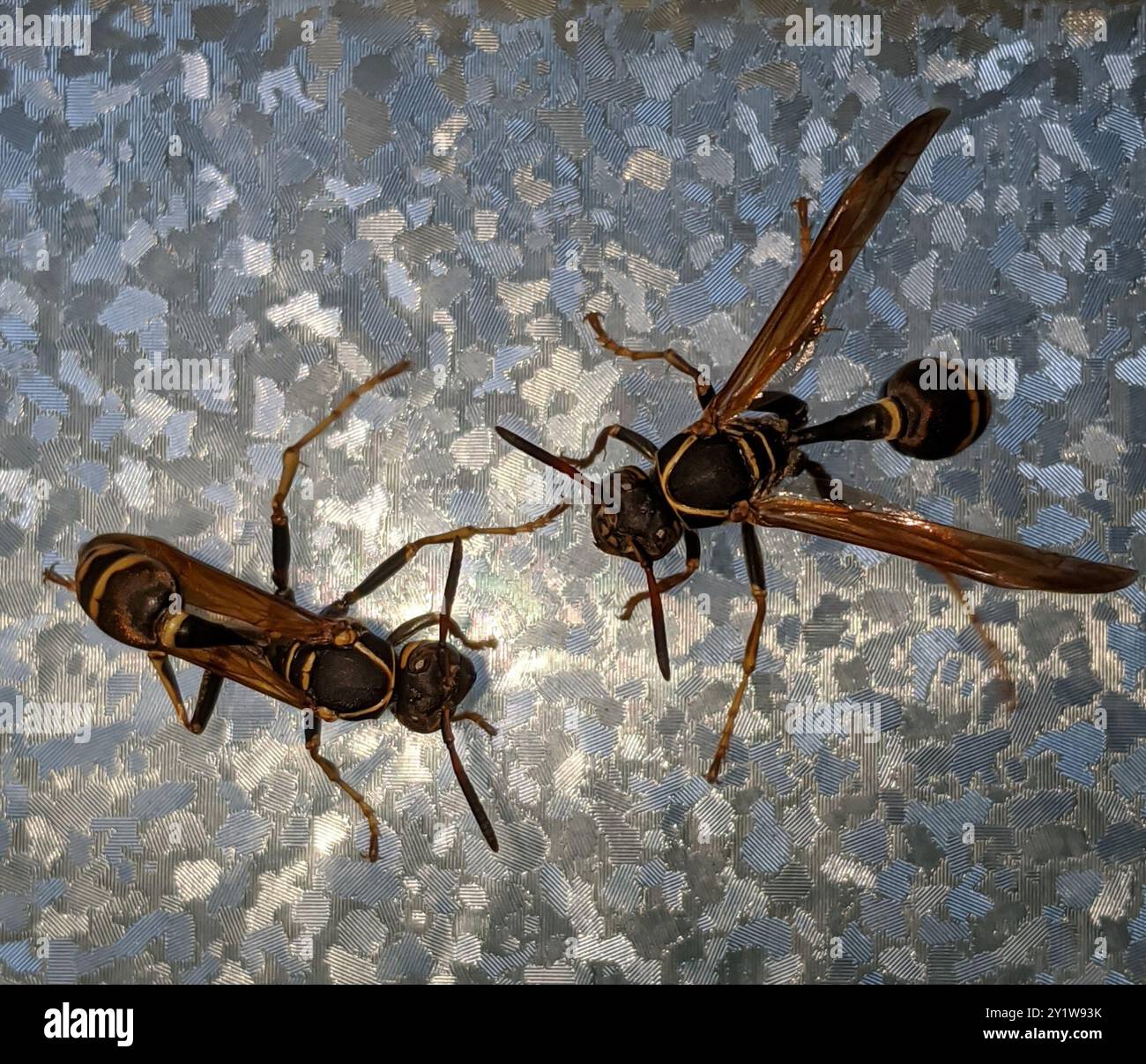 Western Paper Wasp (Mischocyttarus flavitarsis) Insecta Stock Photo - Alamy