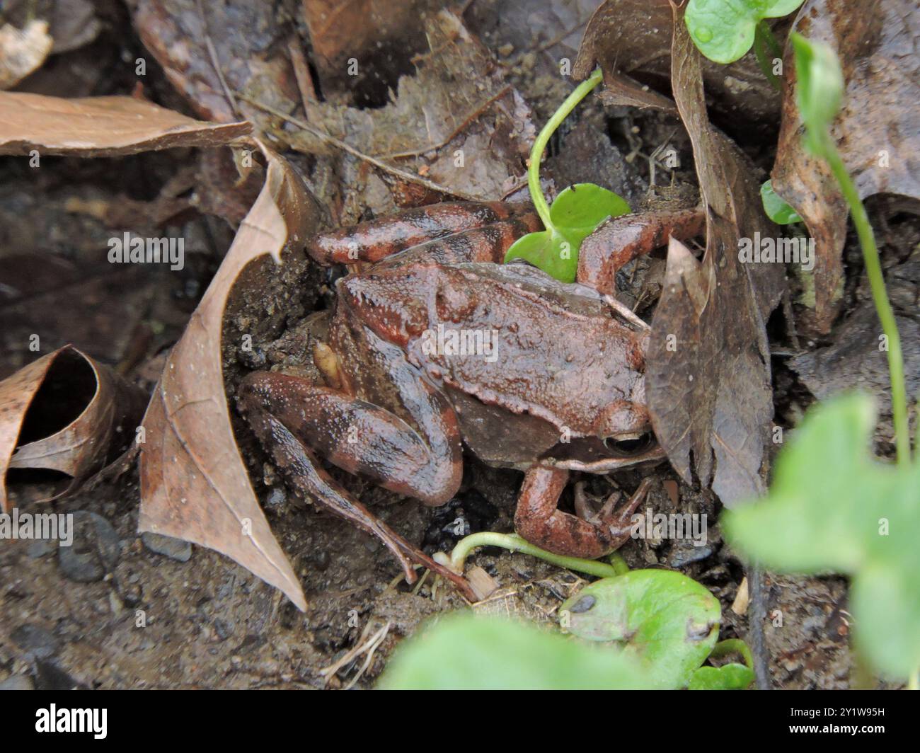 Wood Frog (Lithobates sylvaticus) Amphibia Stock Photo - Alamy