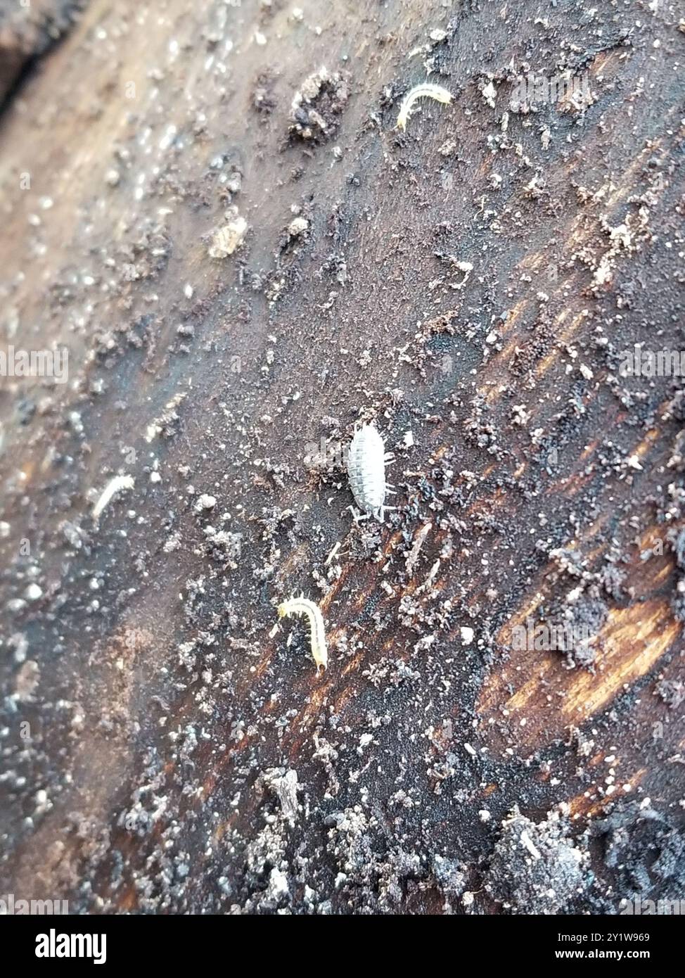 Fire-colored Beetles (Pyrochroidae) Insecta Stock Photo - Alamy