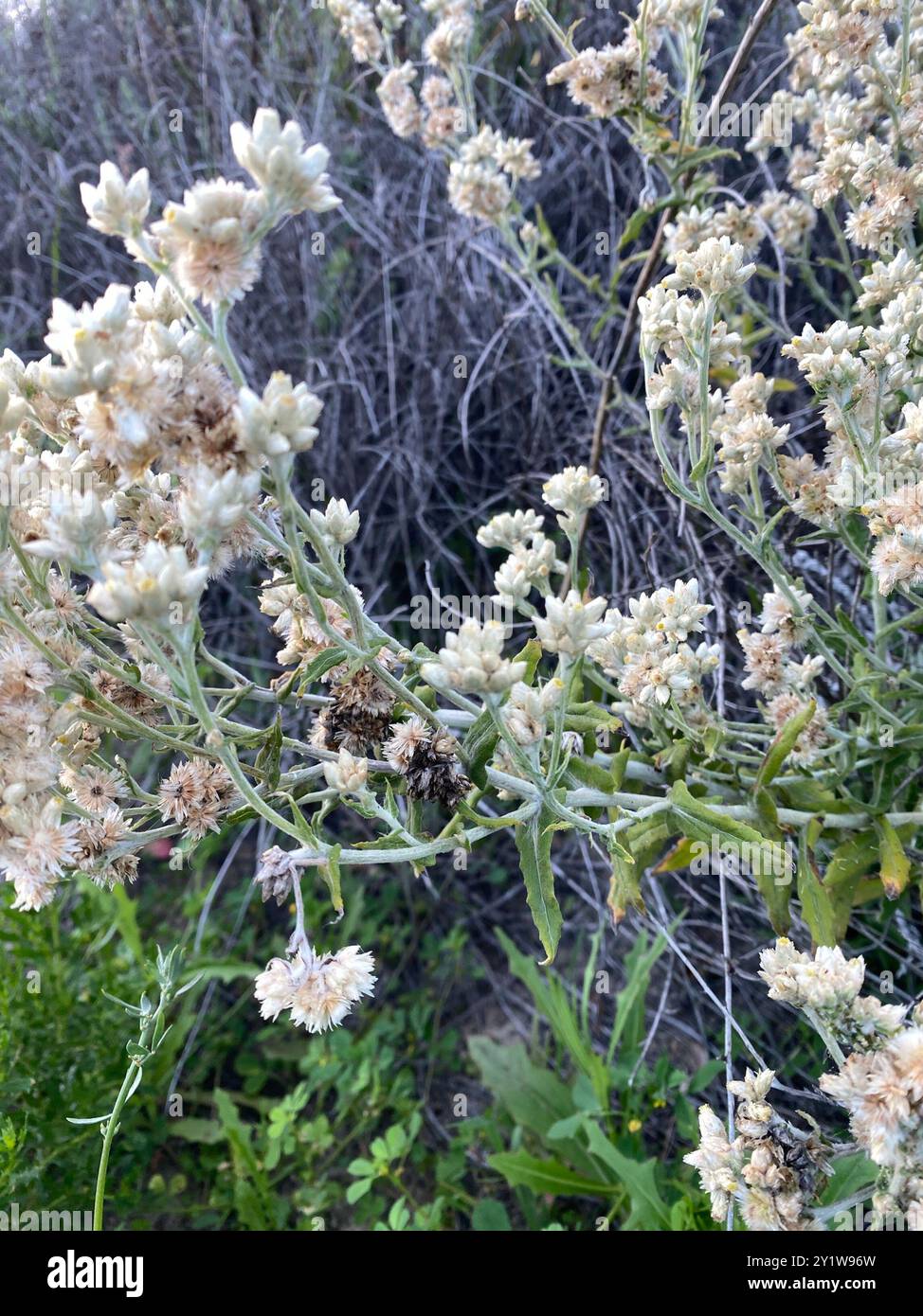 two-color rabbit tobacco (Pseudognaphalium biolettii) Plantae Stock ...