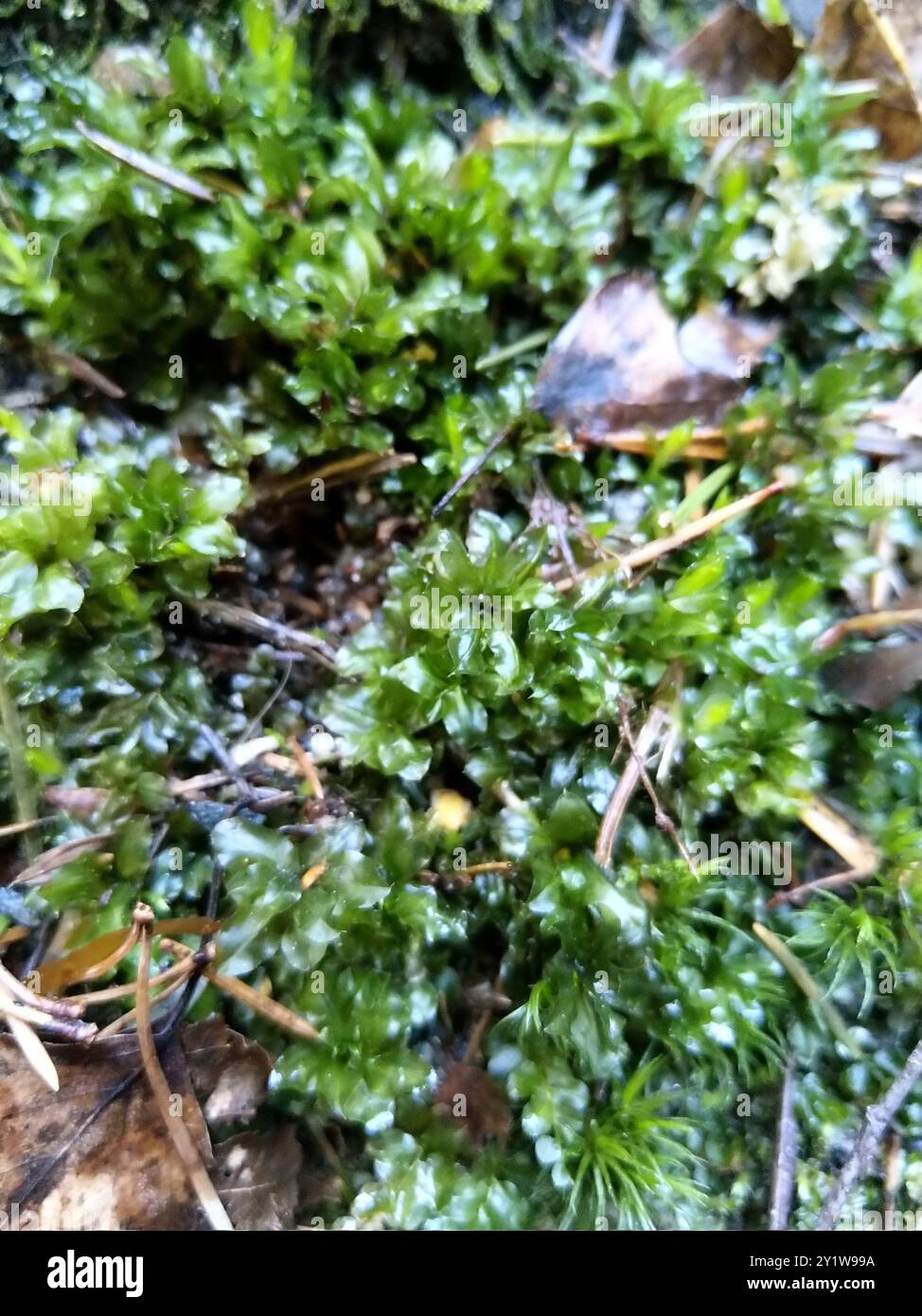 Many-fruited Thyme-moss (Plagiomnium affine) Plantae Stock Photo - Alamy