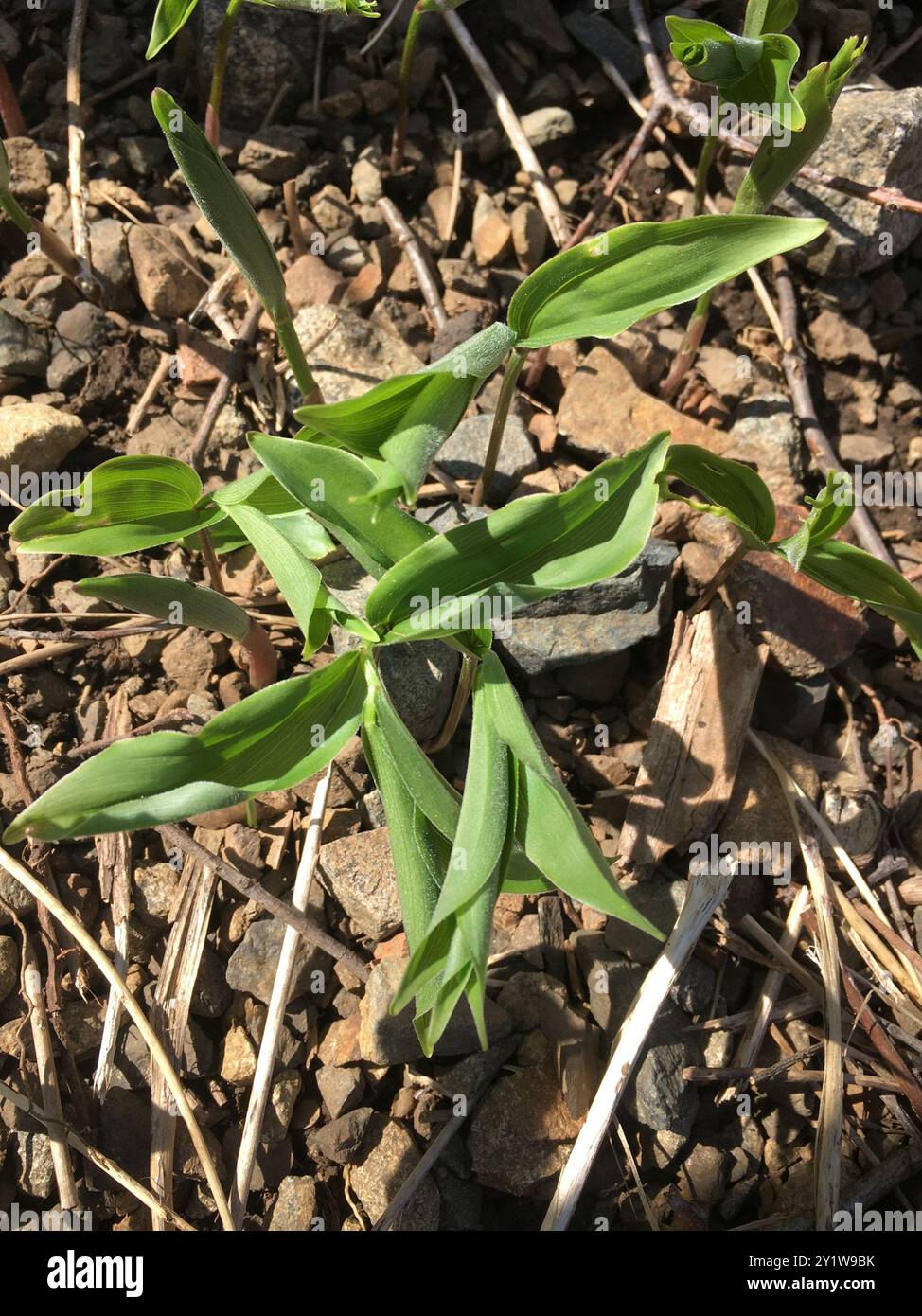 monocots (Liliopsida) Plantae Stock Photo - Alamy