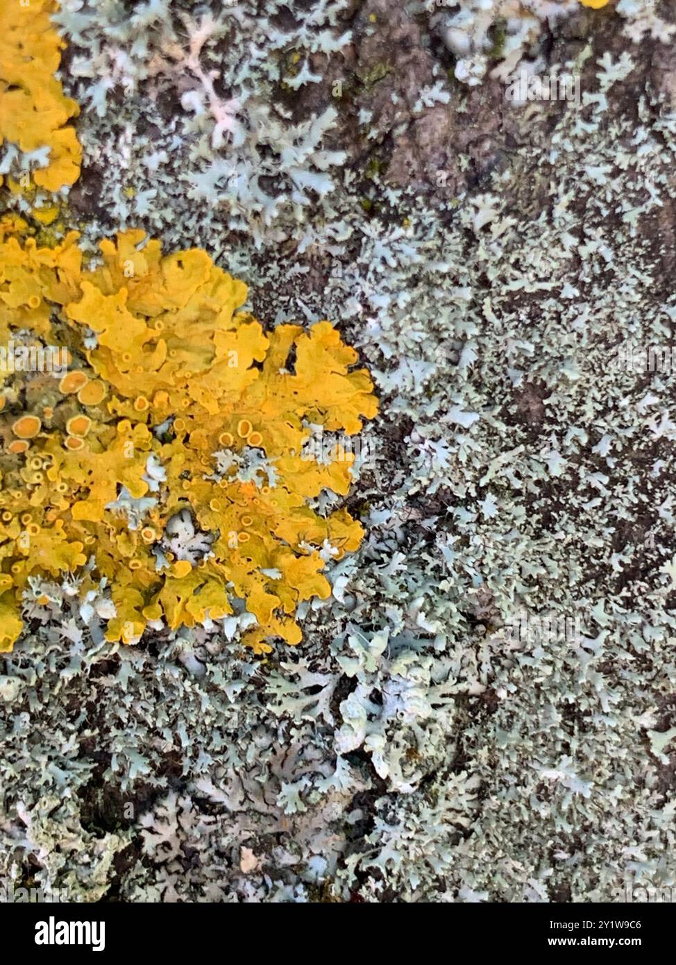 Common Sunburst Lichen (Xanthoria parietina) Fungi Stock Photo - Alamy