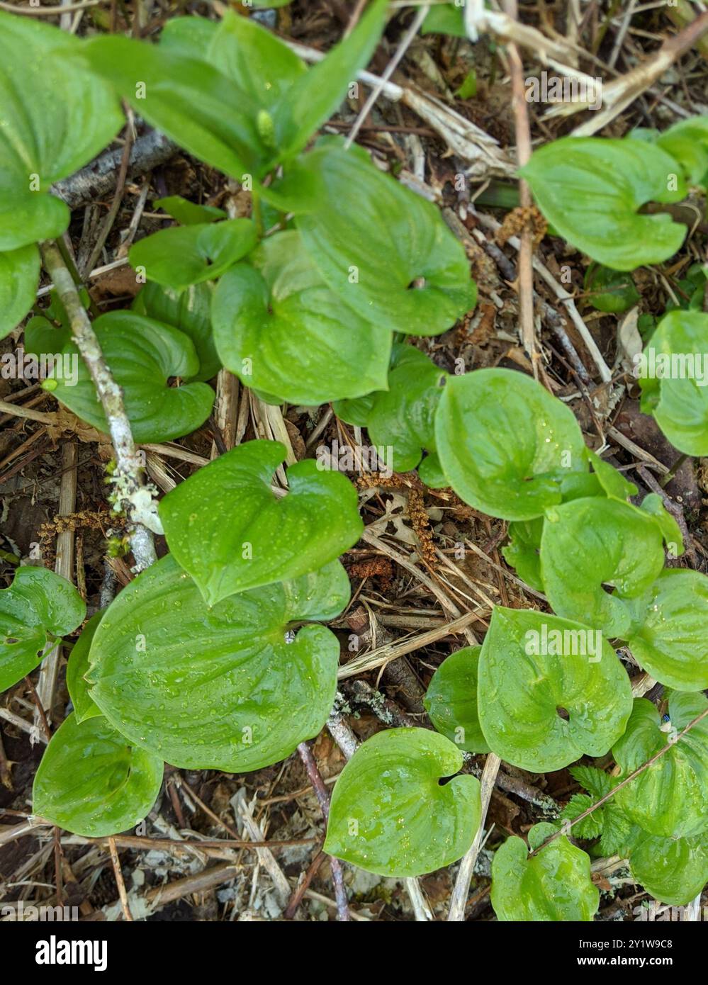 Western Lily of the Valley (Maianthemum dilatatum) Plantae Stock Photo ...