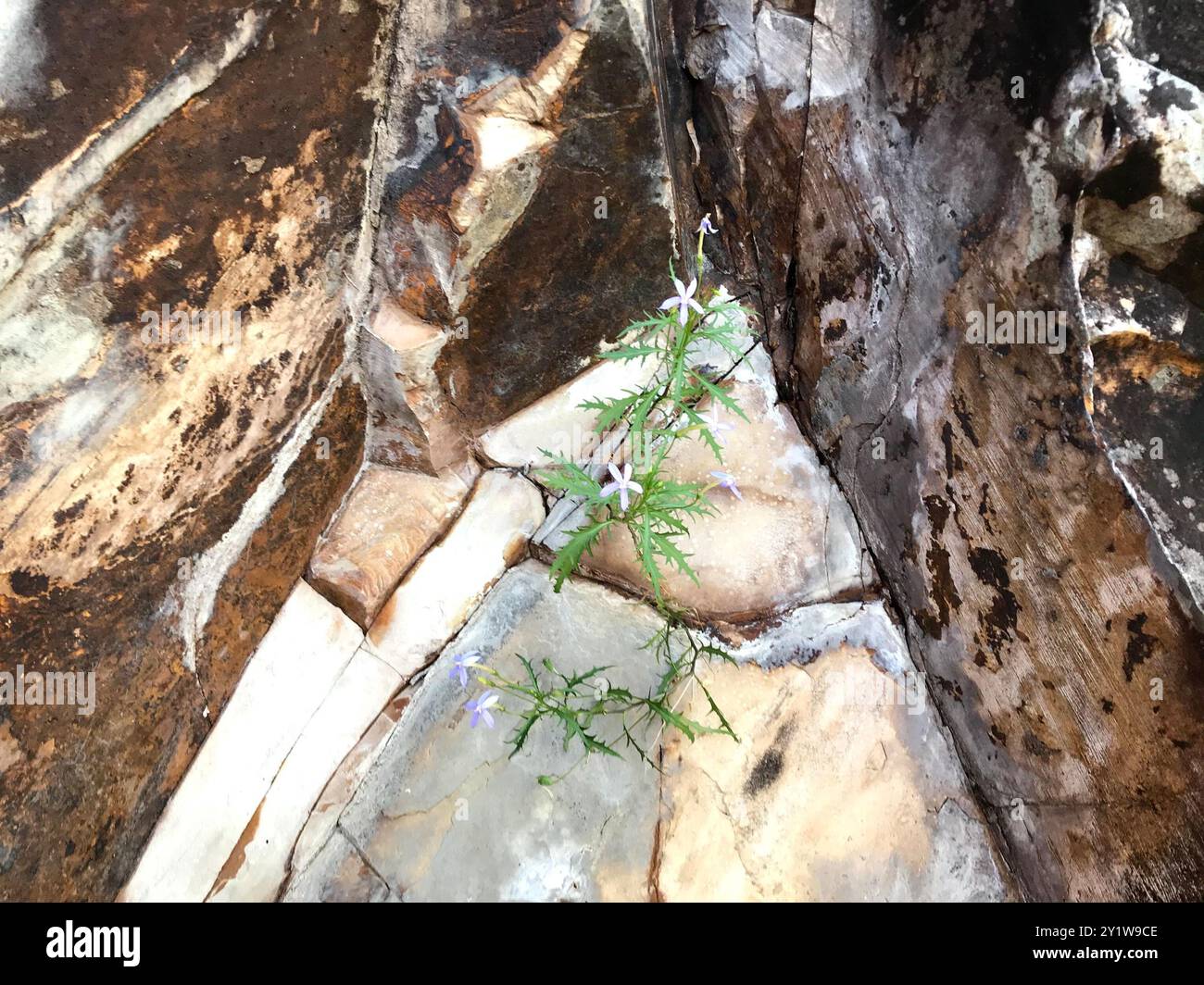 Lithotoma hi-res stock photography and images - Alamy