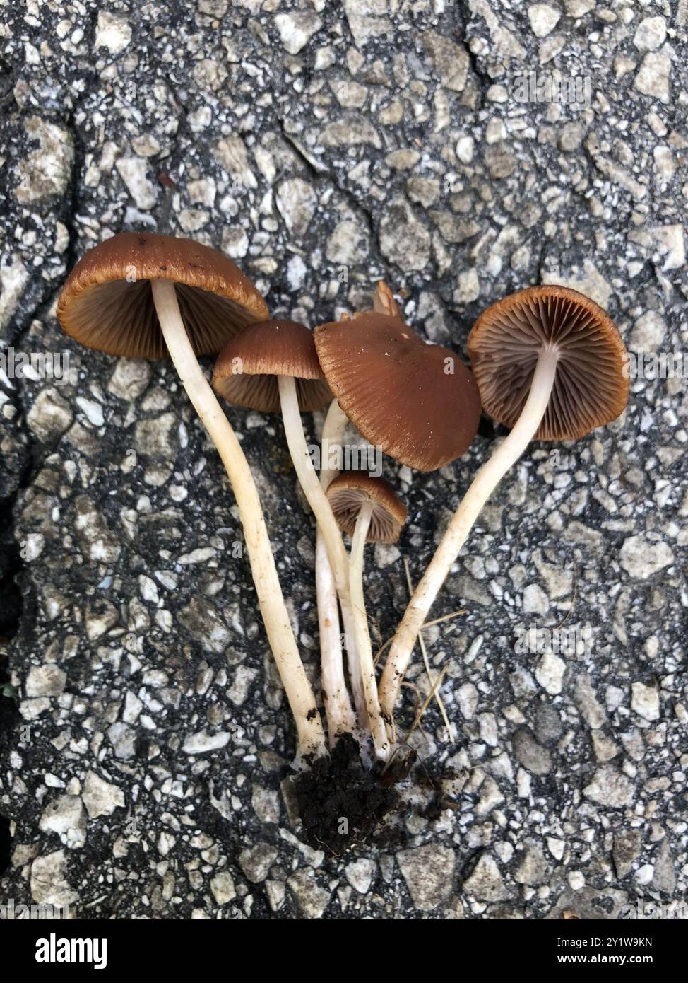 Brittlestems (Psathyrella) Fungi Stock Photo - Alamy