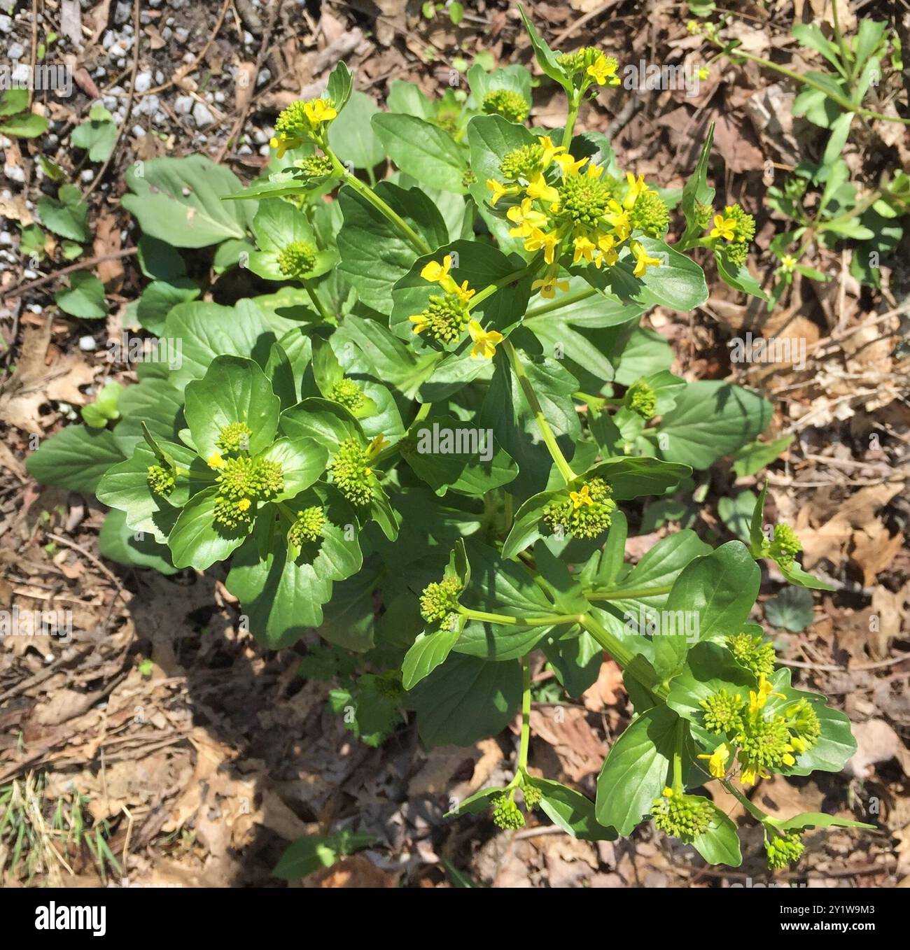 bitter wintercress (Barbarea vulgaris) Plantae Stock Photo - Alamy