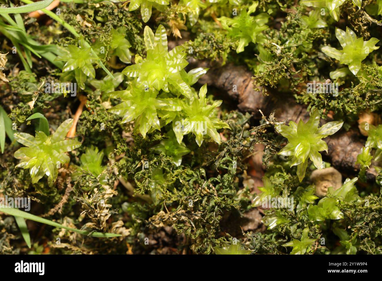 Palm-tree Moss (Plagiomnium undulatum) Plantae Stock Photo - Alamy