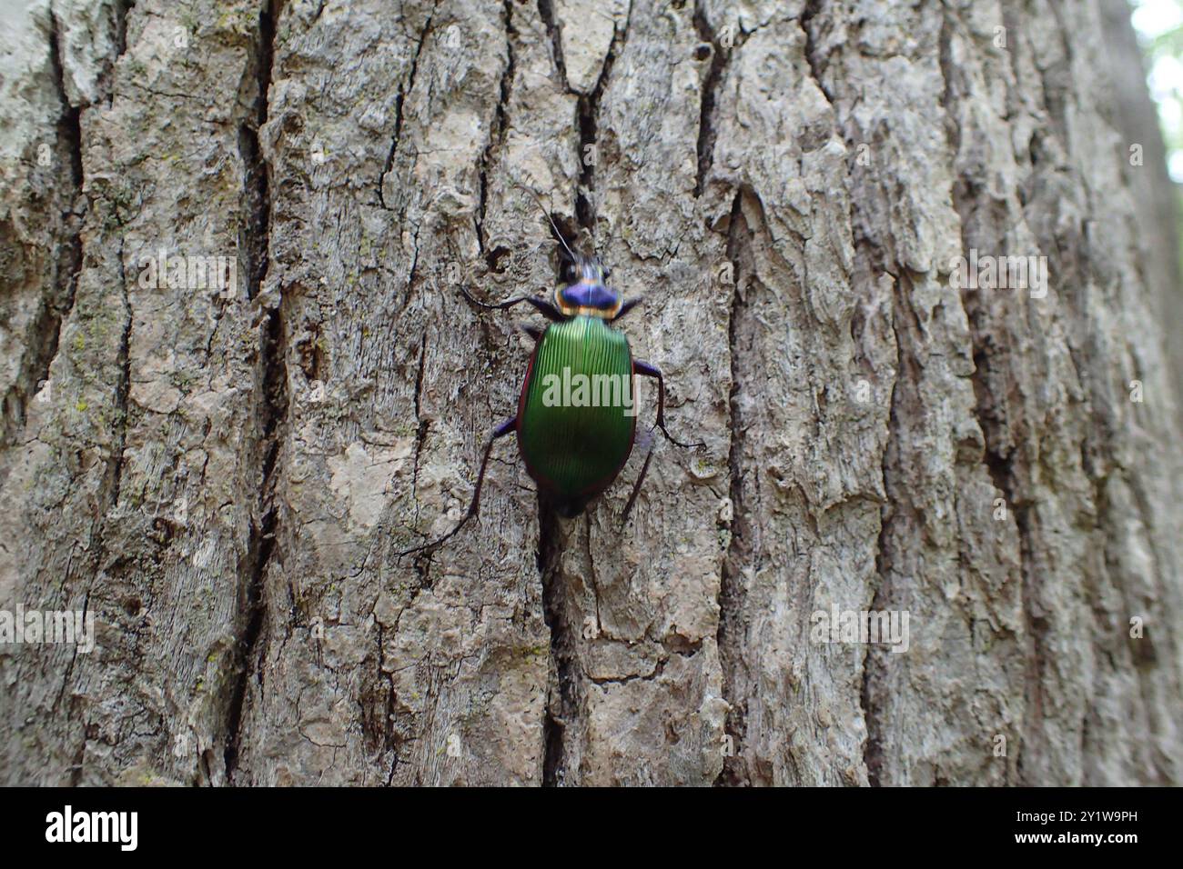 Fiery Searcher (Calosoma scrutator) Insecta Stock Photo - Alamy