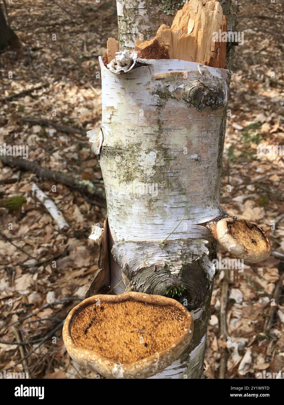 birch polypore (Fomitopsis betulina) Fungi Stock Photo - Alamy