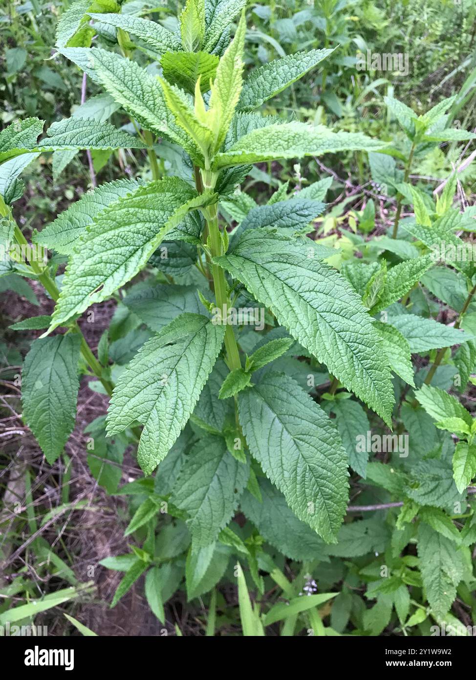 American germander (Teucrium canadense) Plantae Stock Photo - Alamy