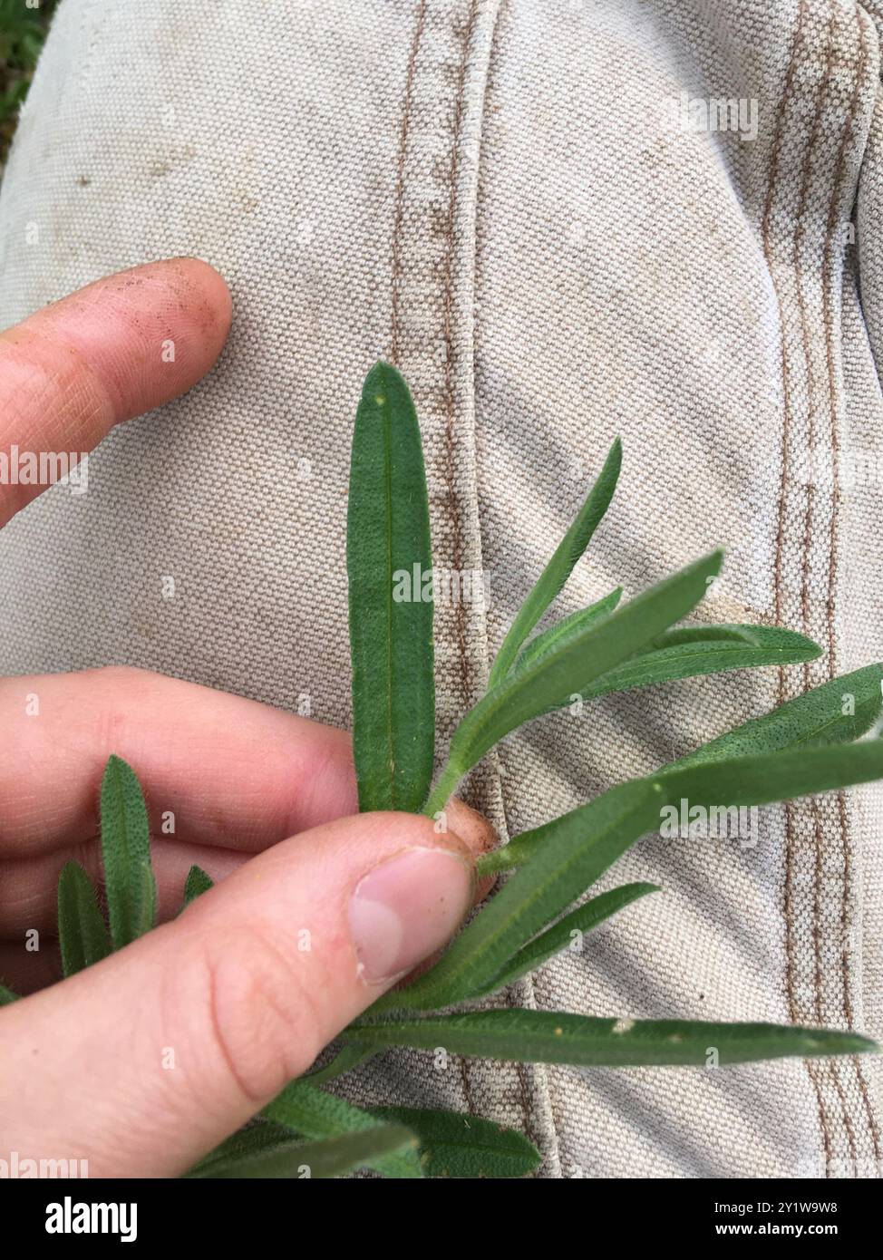 Clearwater cryptantha (Cryptantha intermedia) Plantae Stock Photo - Alamy
