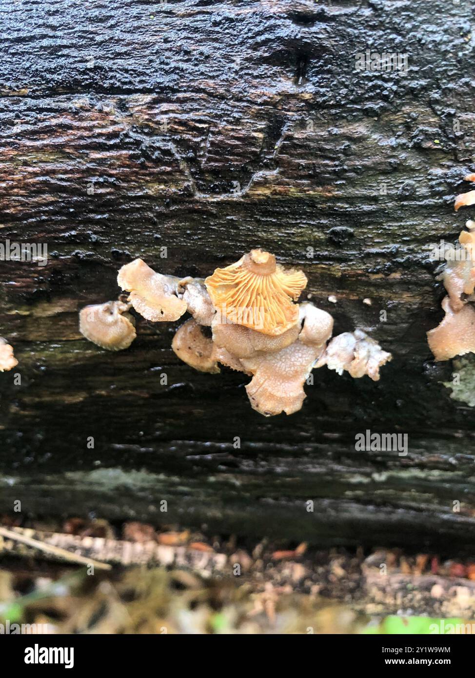Luminescent Panellus (Panellus stipticus) Fungi Stock Photo - Alamy