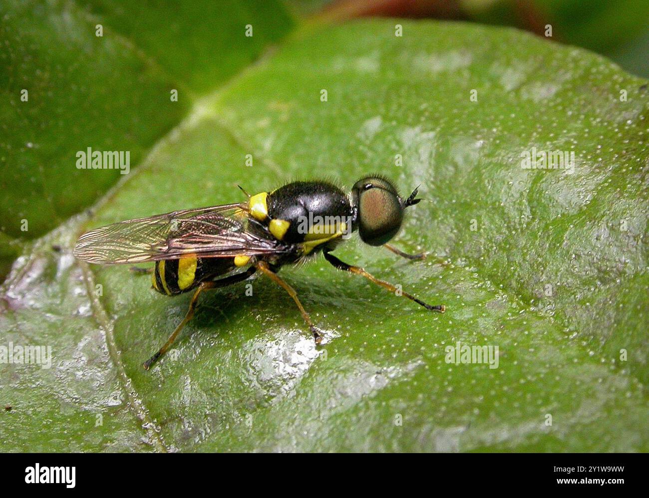Four-barred Major (Oxycera rara) Insecta Stock Photo - Alamy