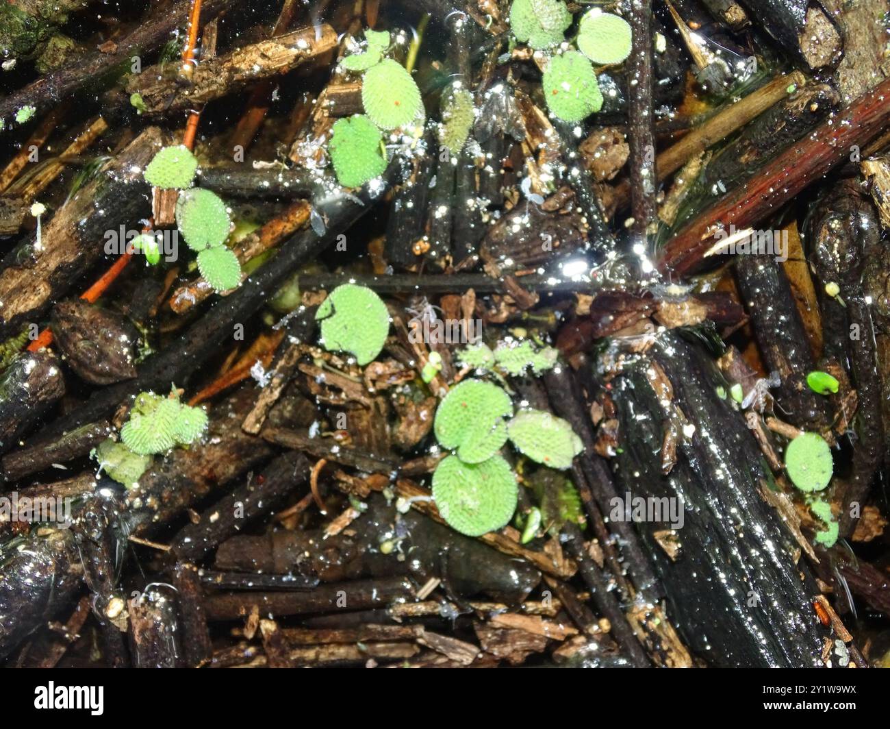 water spangles (Salvinia minima) Plantae Stock Photo - Alamy