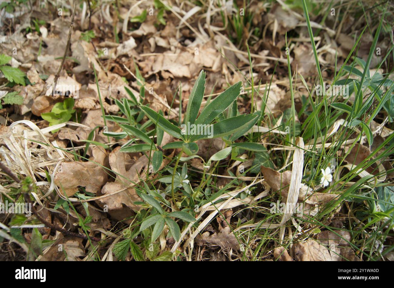White Cinquefoil (Potentilla alba) Plantae Stock Photo - Alamy