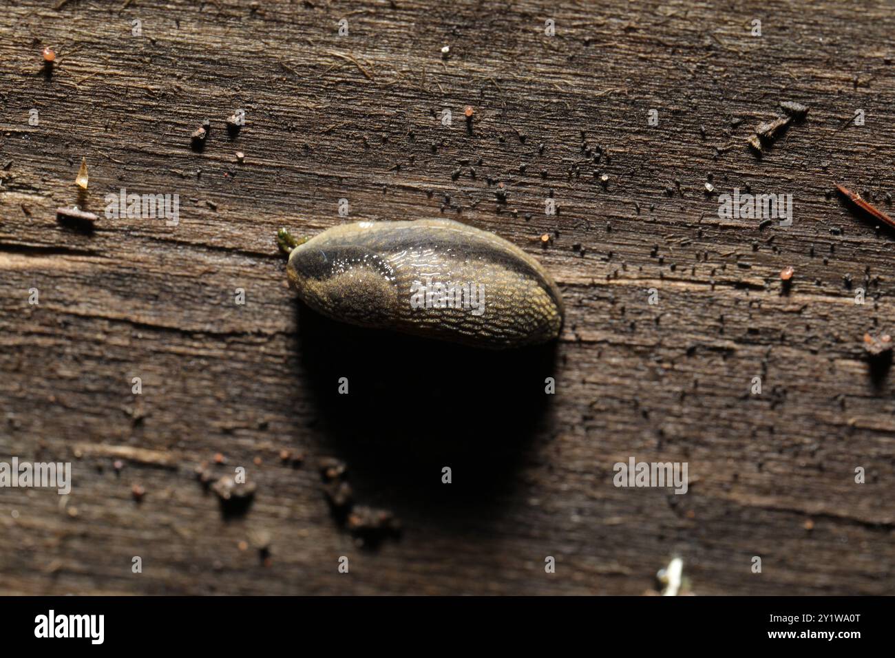 Roundback Slugs and Allies (Arionoidea) Mollusca Stock Photo - Alamy
