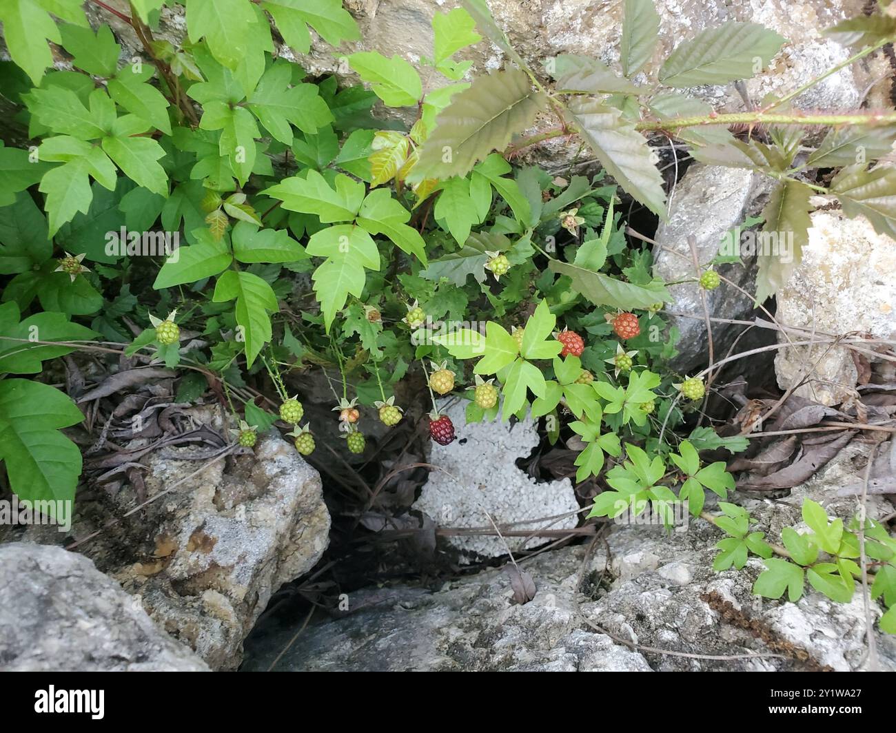 southern dewberry (Rubus trivialis) Plantae Stock Photo - Alamy