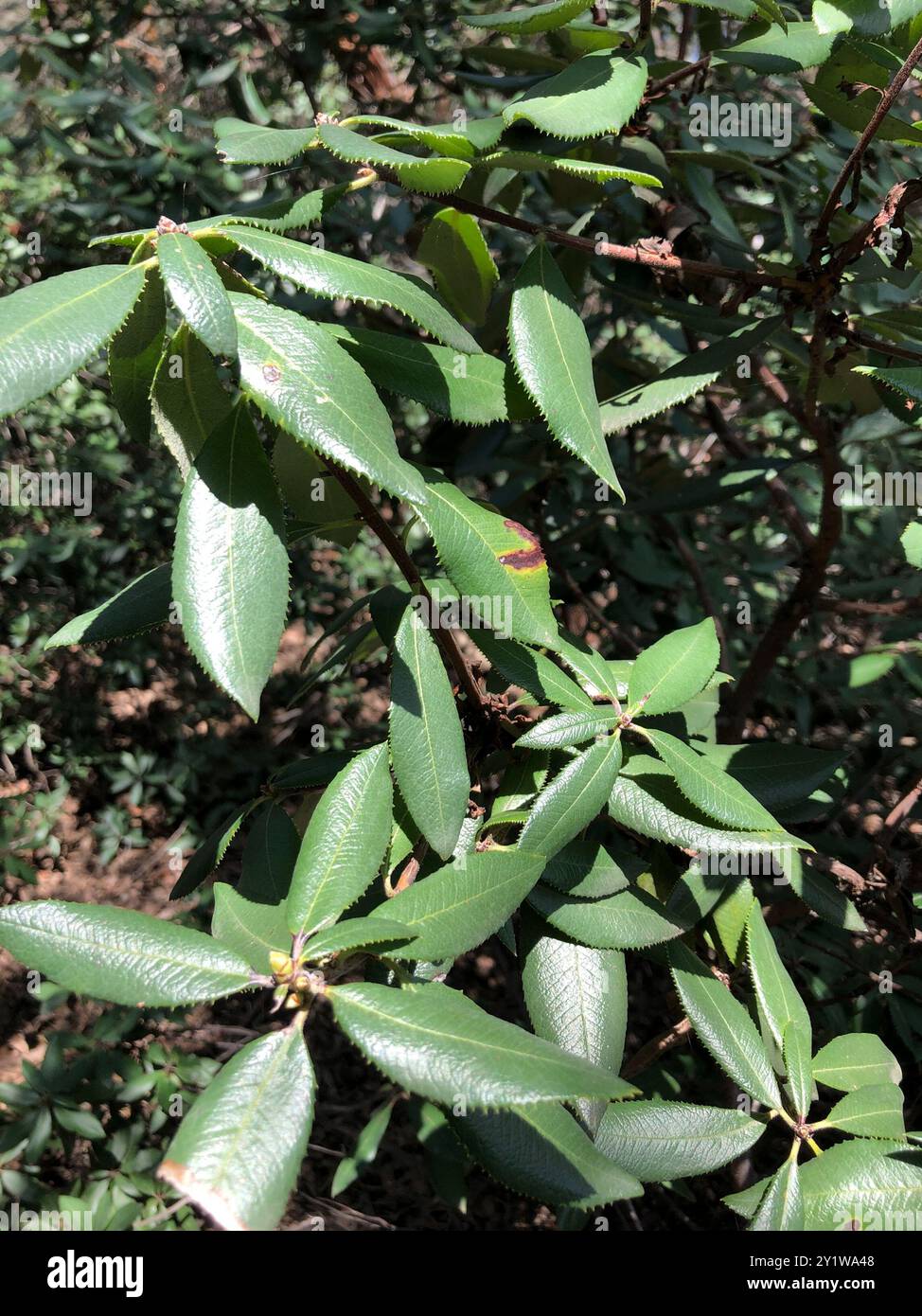 summer holly (Comarostaphylis diversifolia) Plantae Stock Photo - Alamy