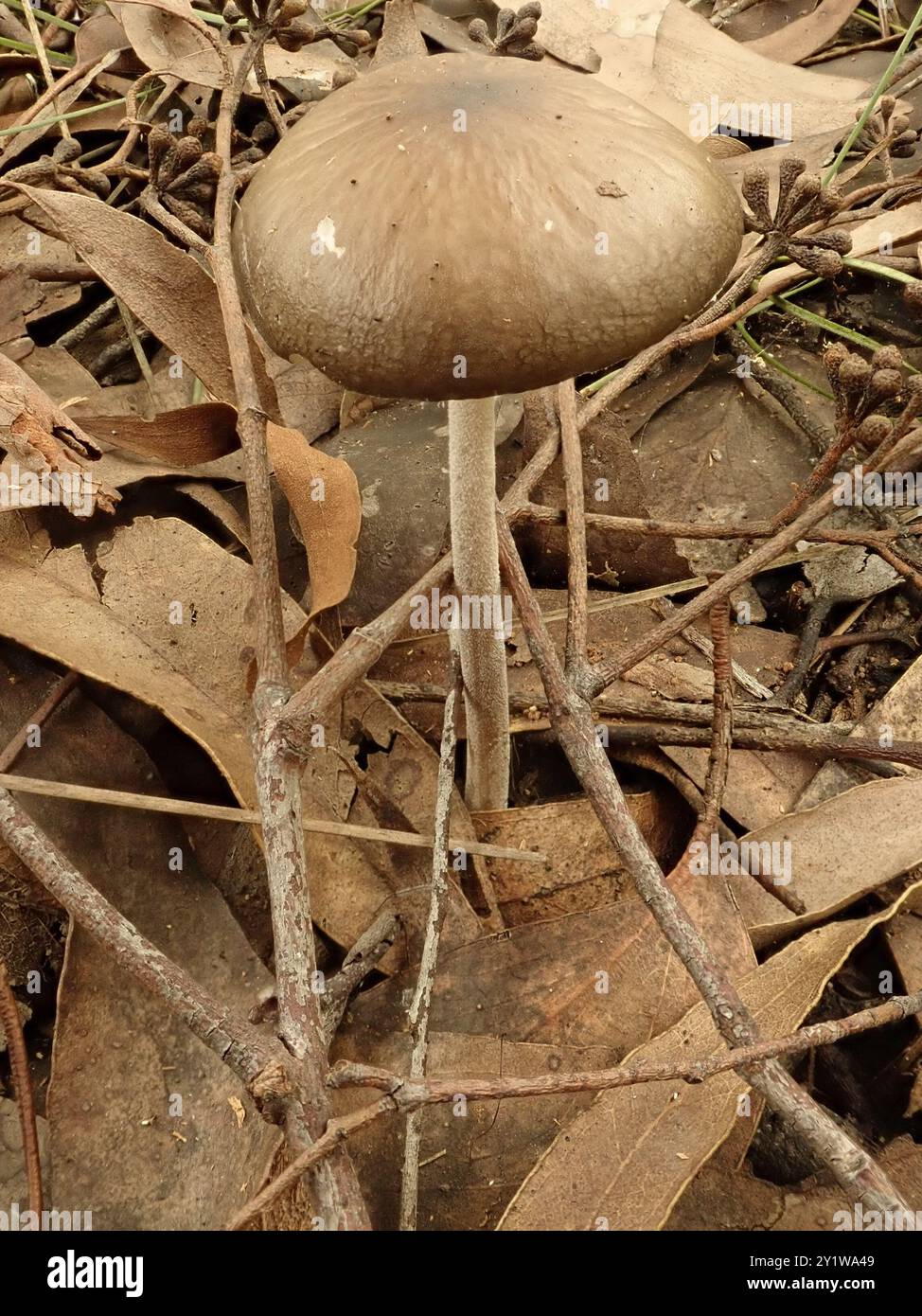 (Oudemansiella gigaspora) Fungi Stock Photo - Alamy