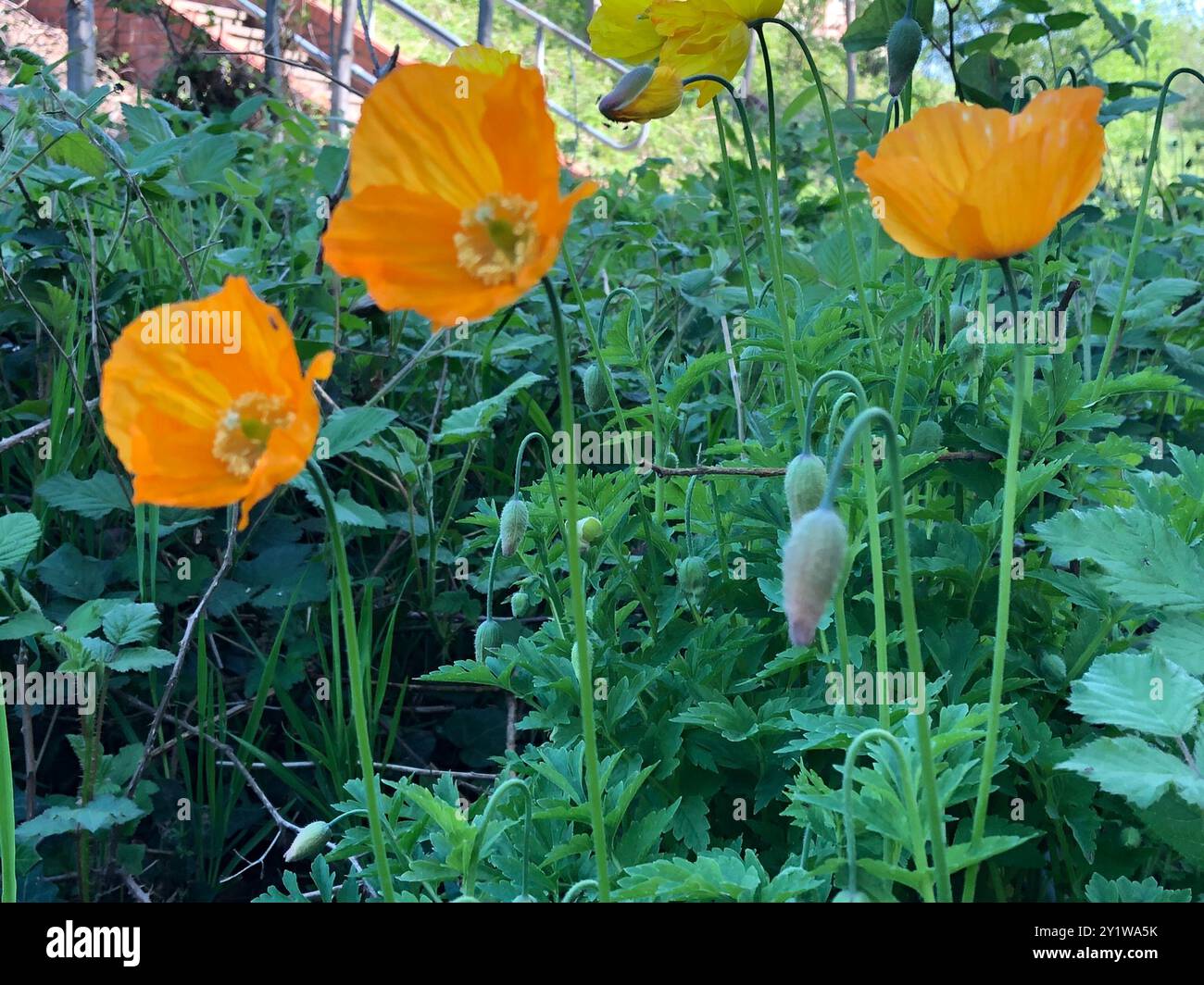 Welsh Poppy (Papaver cambricum) Plantae Stock Photo - Alamy