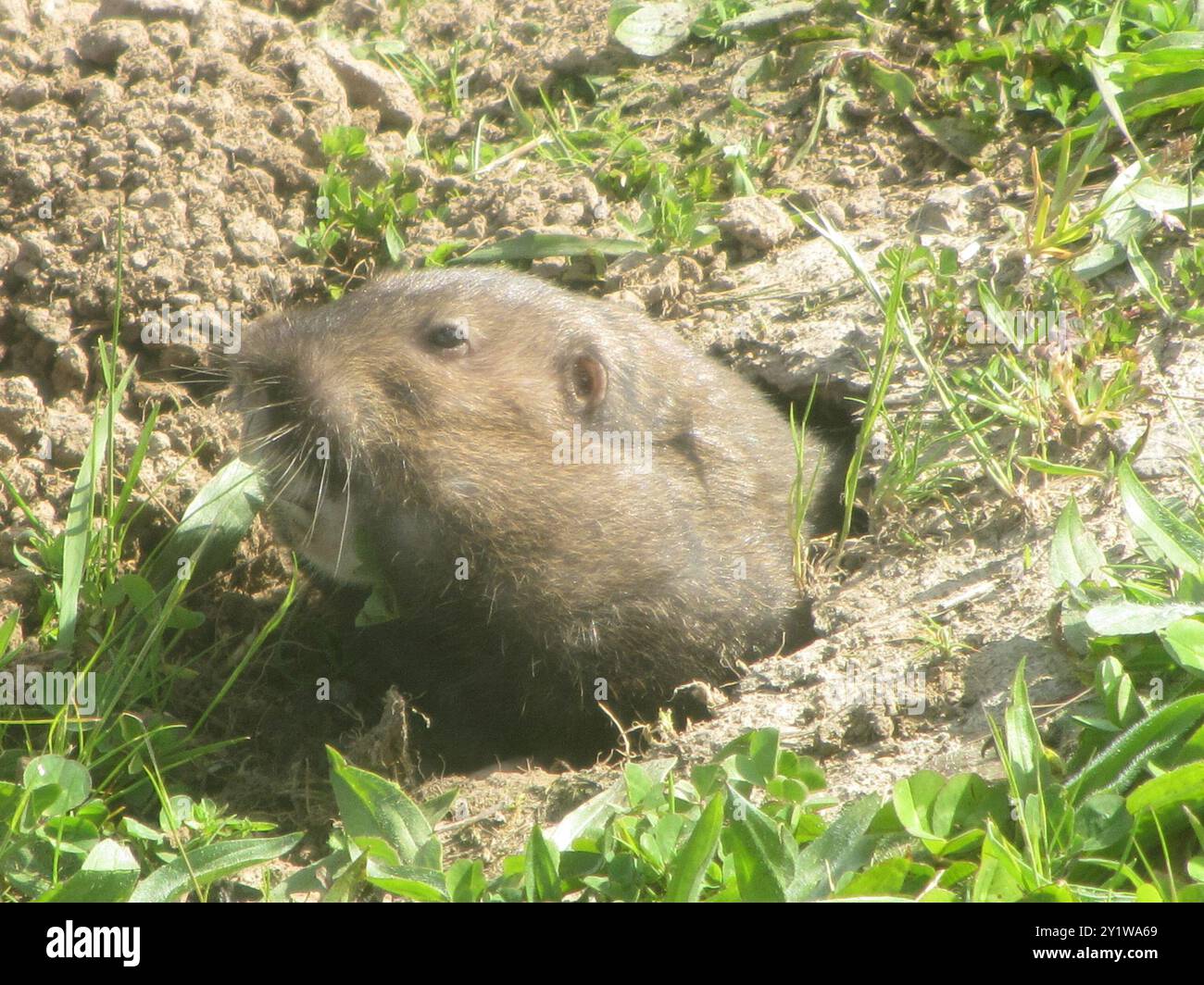 Camas Pocket Gopher (Thomomys bulbivorus) Mammalia Stock Photo - Alamy