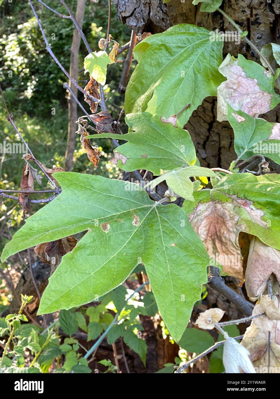 western sycamore (Platanus racemosa) Plantae Stock Photo - Alamy