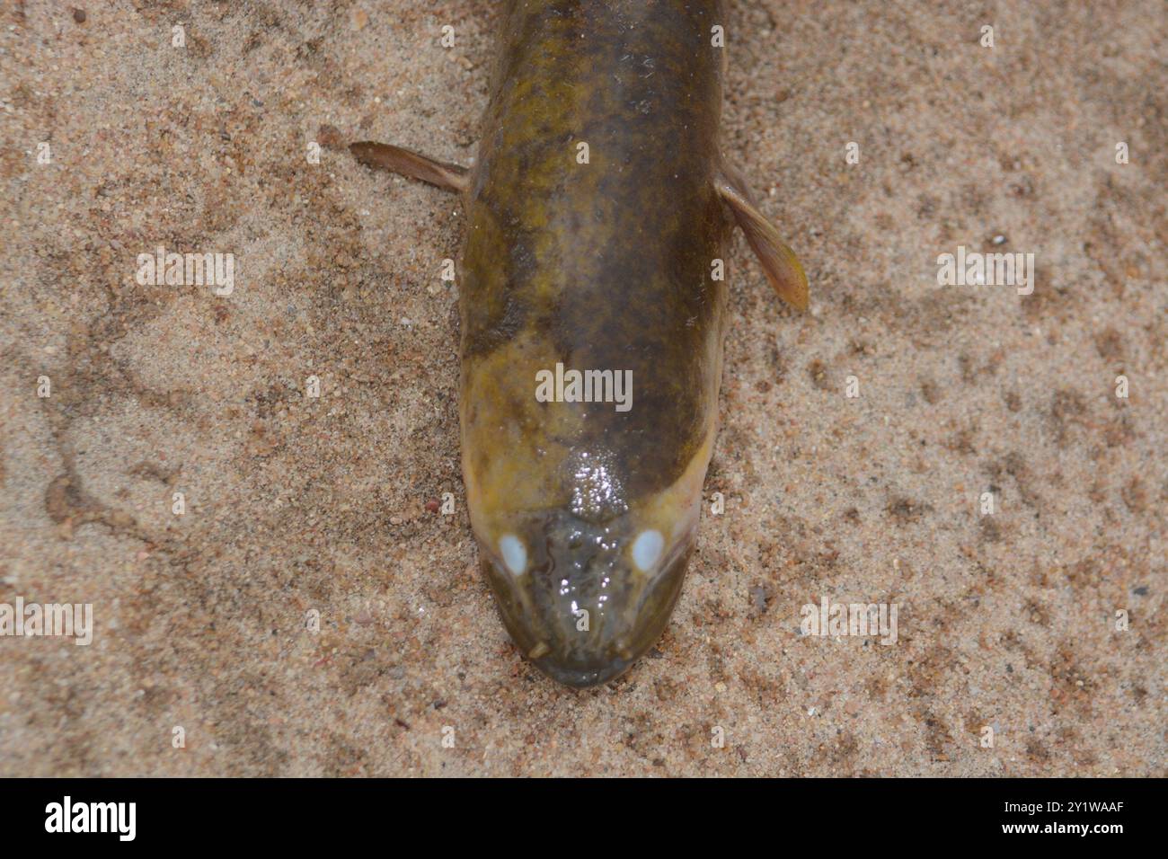 Asian Swamp Eel (Monopterus albus) Actinopterygii Stock Photo - Alamy