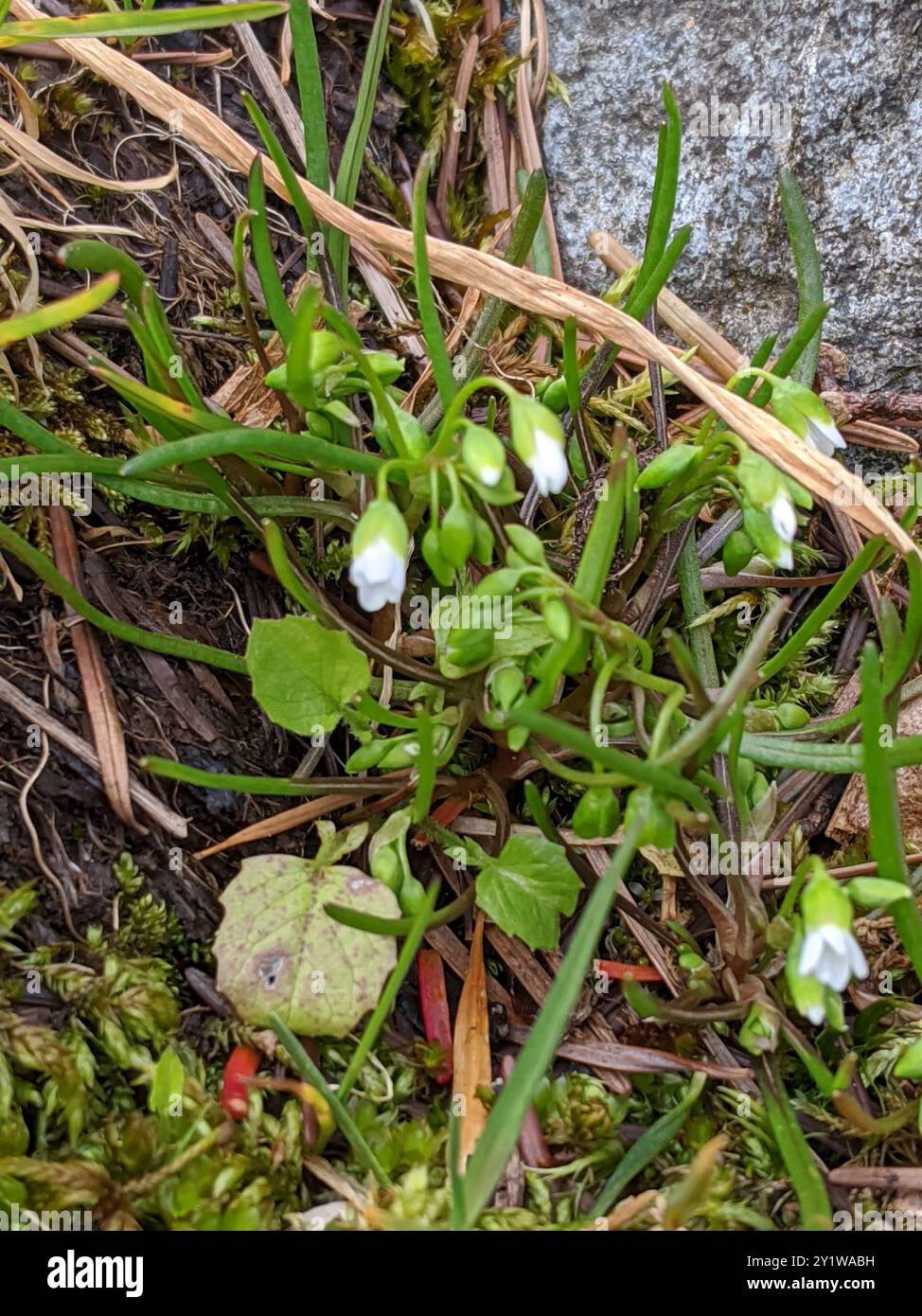 Narrow-leaved Montia (Montia linearis) Plantae Stock Photo - Alamy